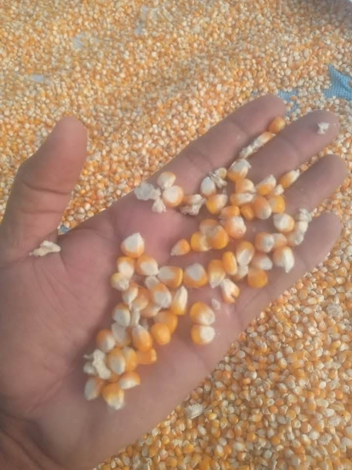 "Jai Kisan International Traders | Leading Yellow Maize Exporter & Supplier"